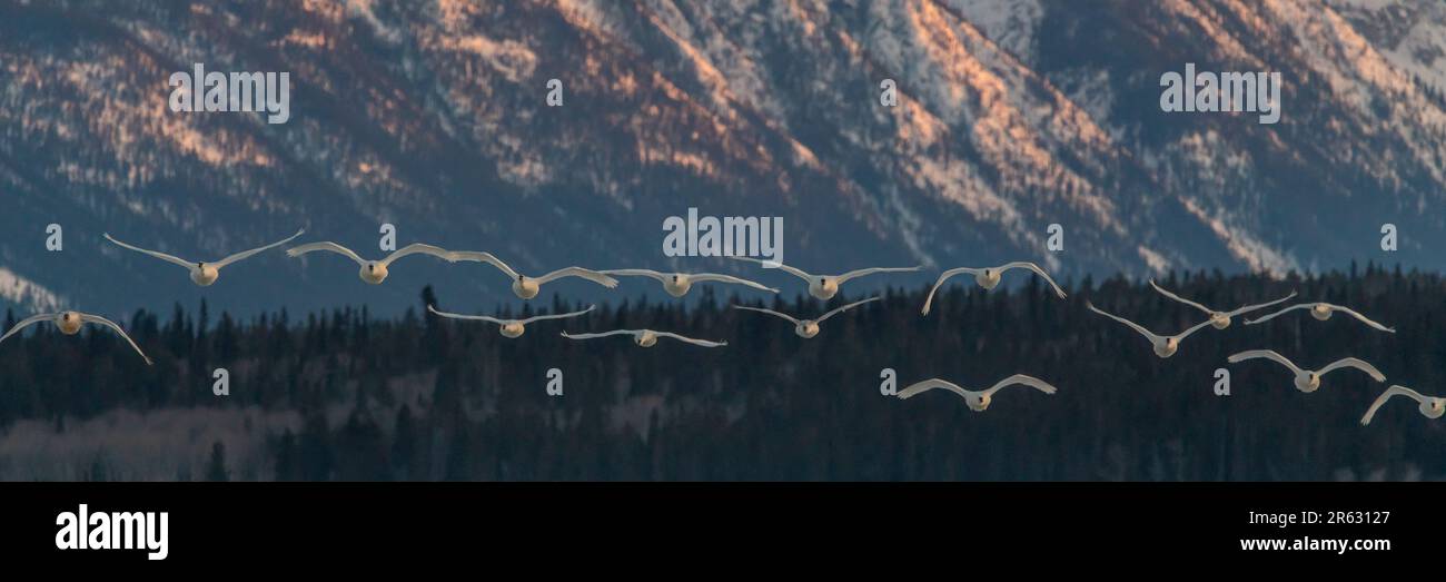 Panoramic view of tundra, trumpeter swans with huge snow capped ...