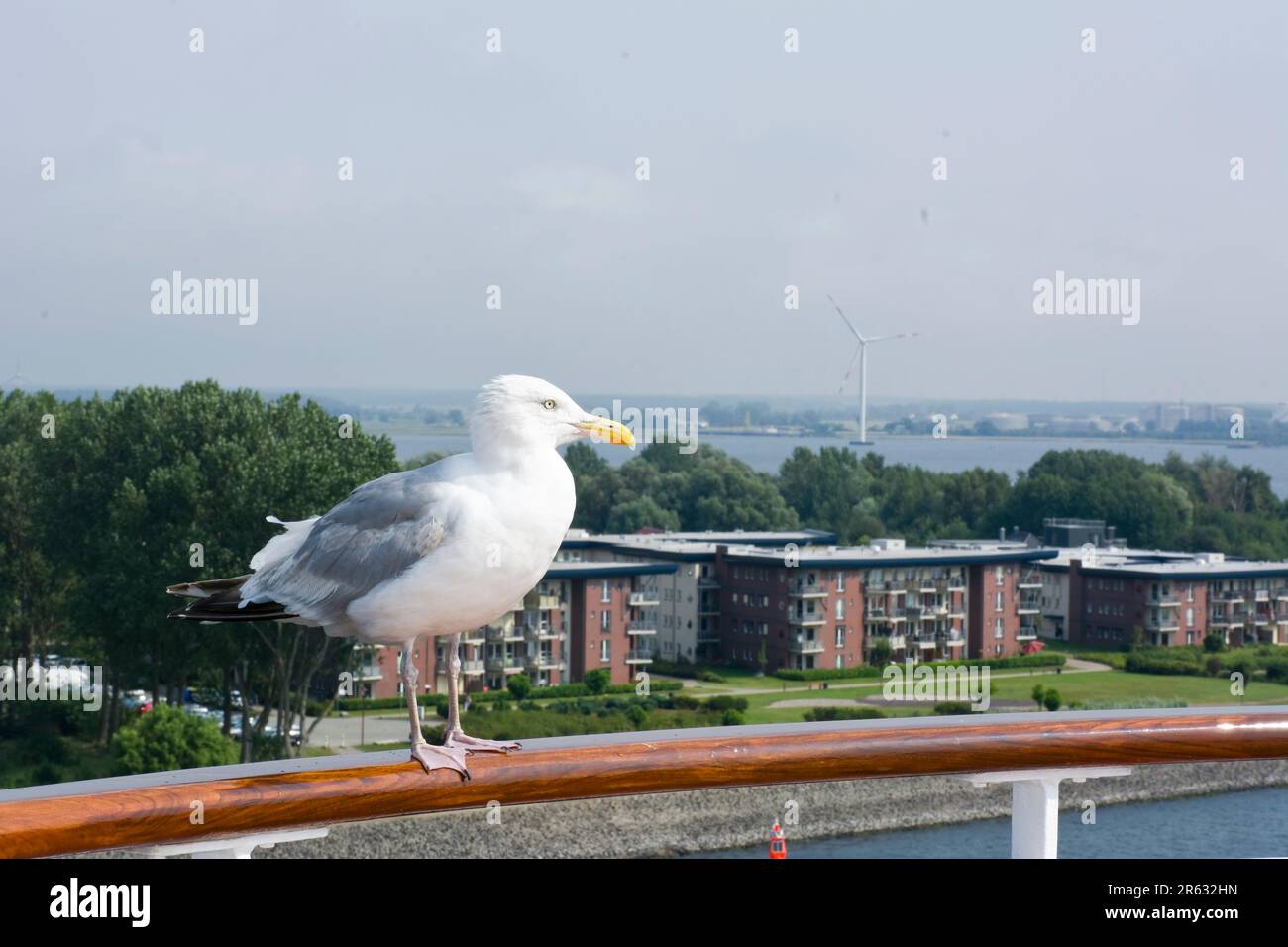 A beautiful white gray seagull standing peacefully on a rail Stock ...