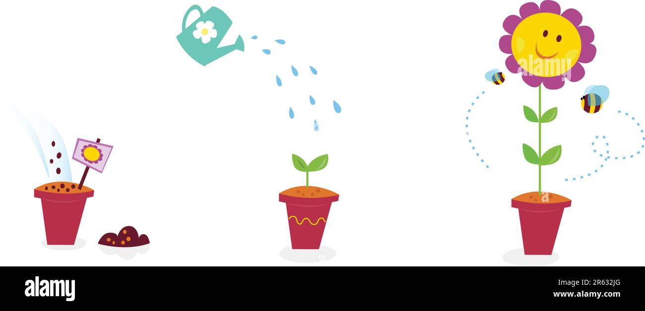 The growing process of sunflower in three stages. Vector Illustration ...