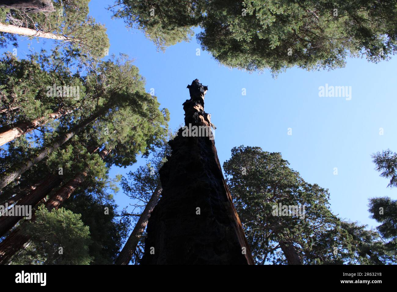 Burned sequoia hi-res stock photography and images - Alamy