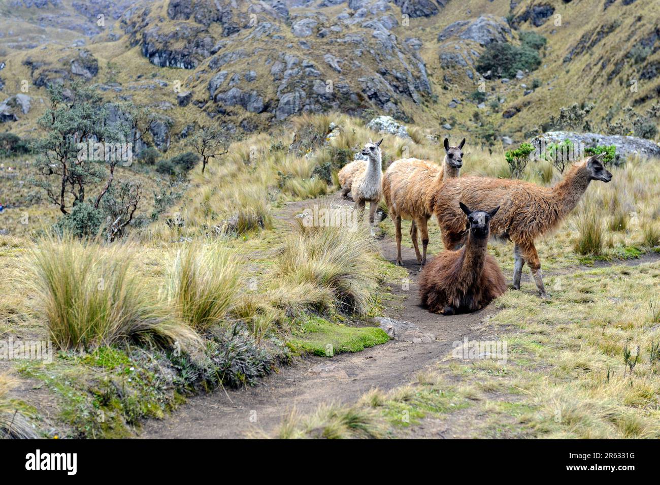Llamas ecuador hi-res stock photography and images - Alamy