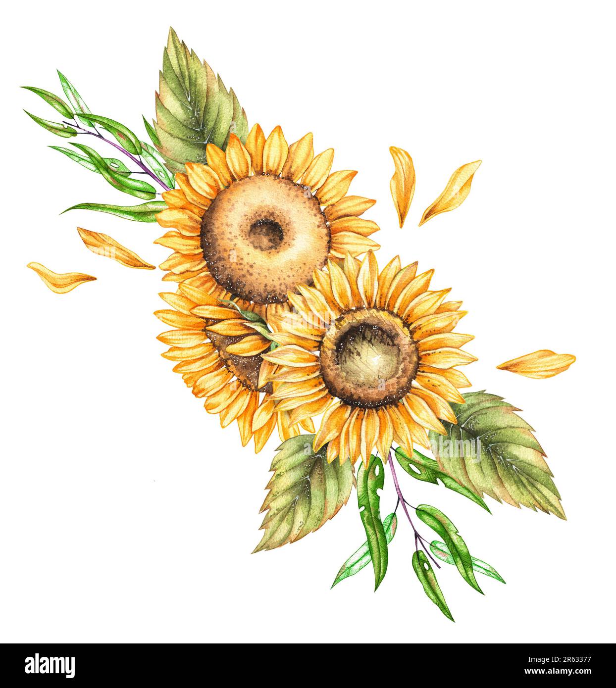 Watercolor sunflower bouquet isolated on white. Sunflowers, eucalyptus ...