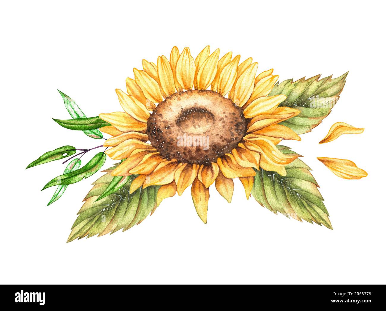 Watercolor sunflower bouquet isolated on white. Sunflowers, eucalyptus ...