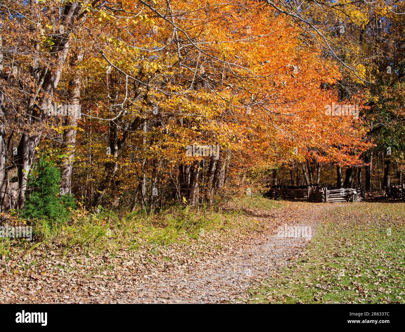 A picturesque walking path surrounded by trees with fall colors and an ...