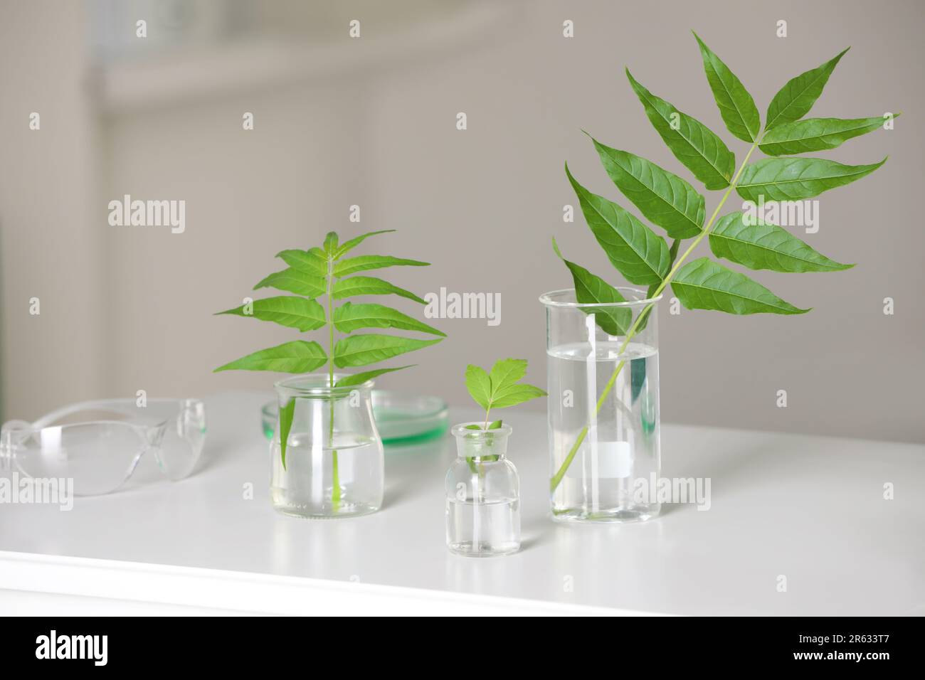 Laboratory glassware with plants on white table Stock Photo - Alamy