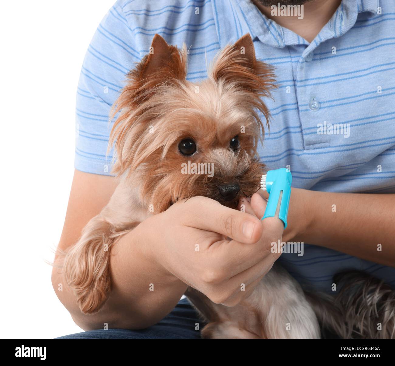 Man brushing dog's teeth on white background, closeup Stock Photo - Alamy