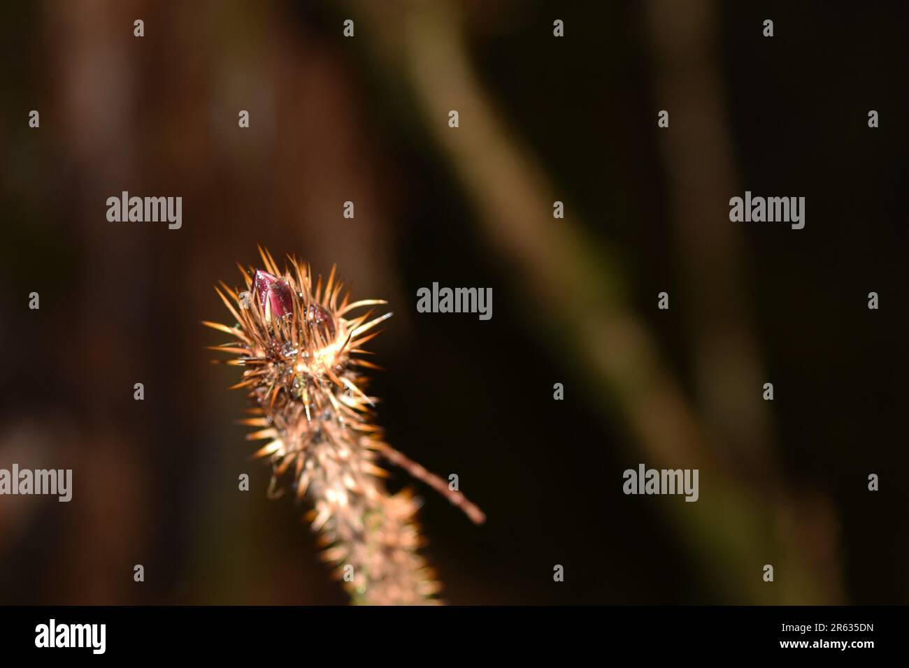 Devil's club or Oplopanax horridus growing in the wild Stock Photo - Alamy