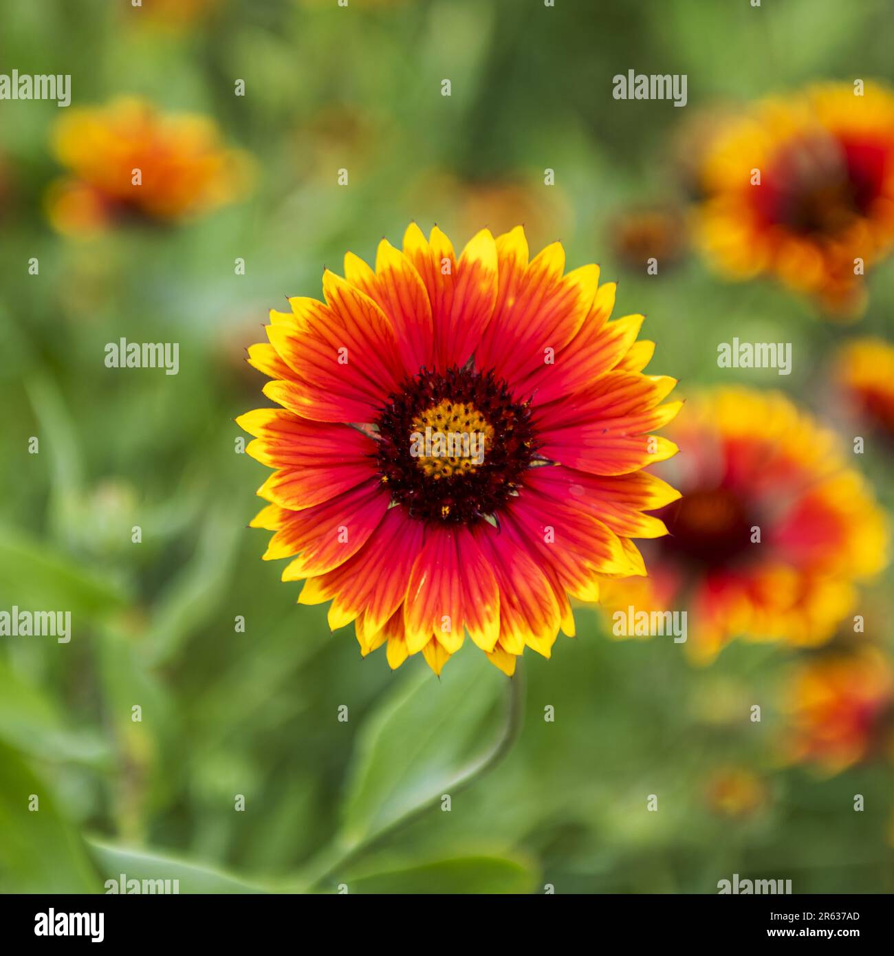 The gerbera is native to Transvaal and is commonly known as the ...