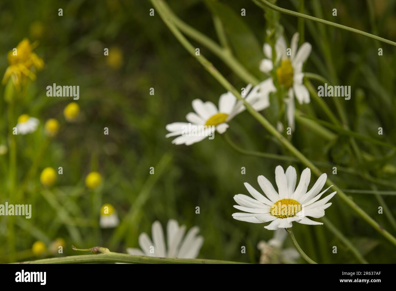 A set of pretty daisies in the field with their large white petals ...