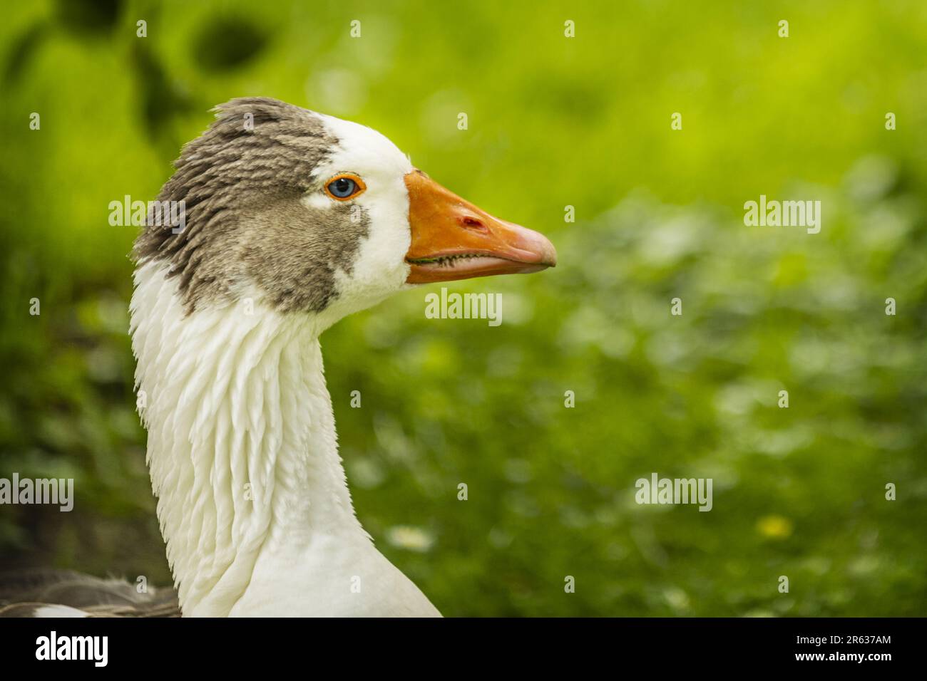 The Greylag Goose, Greylag Goose, or Greylag Goose, is a species of ...