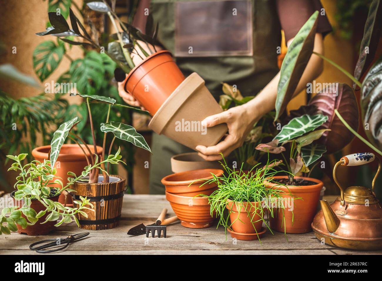 Plant store worker trying the new pot before the plant transplanting ...