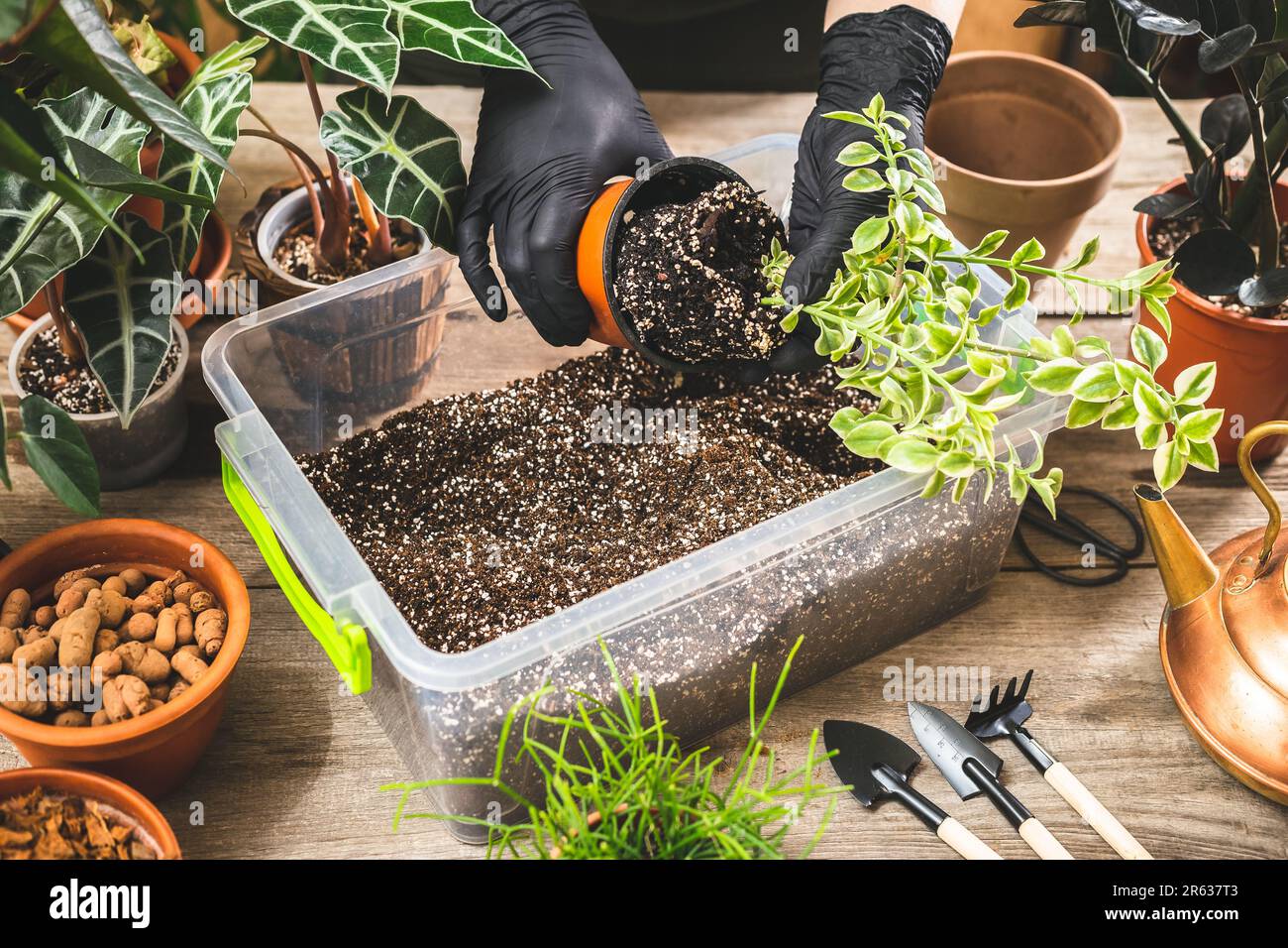 Plant store worker transplanting plant from its nursery pot. Taking ...