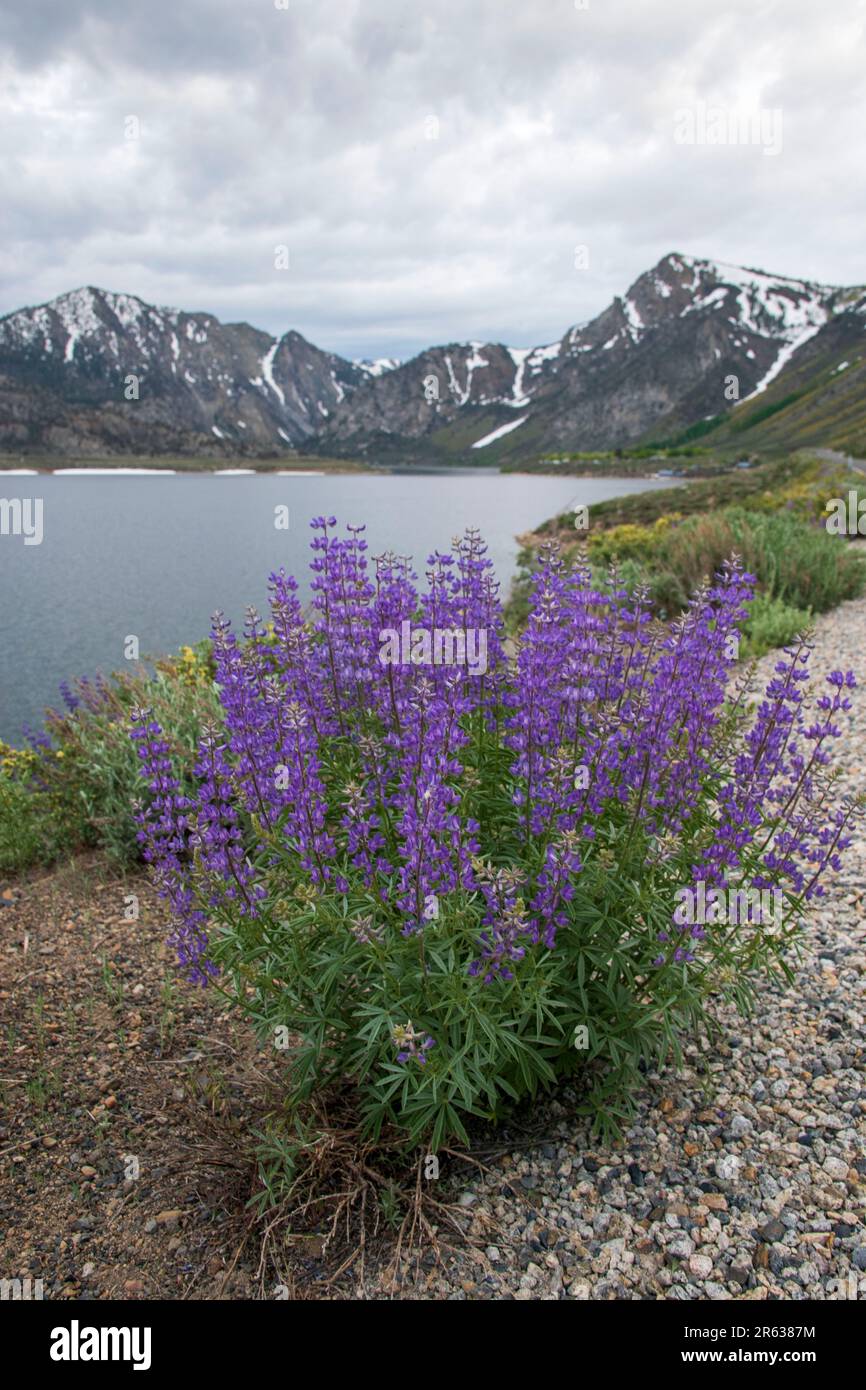 Grant Lake is one of the lakes along the June Lake Loop in Mono County ...