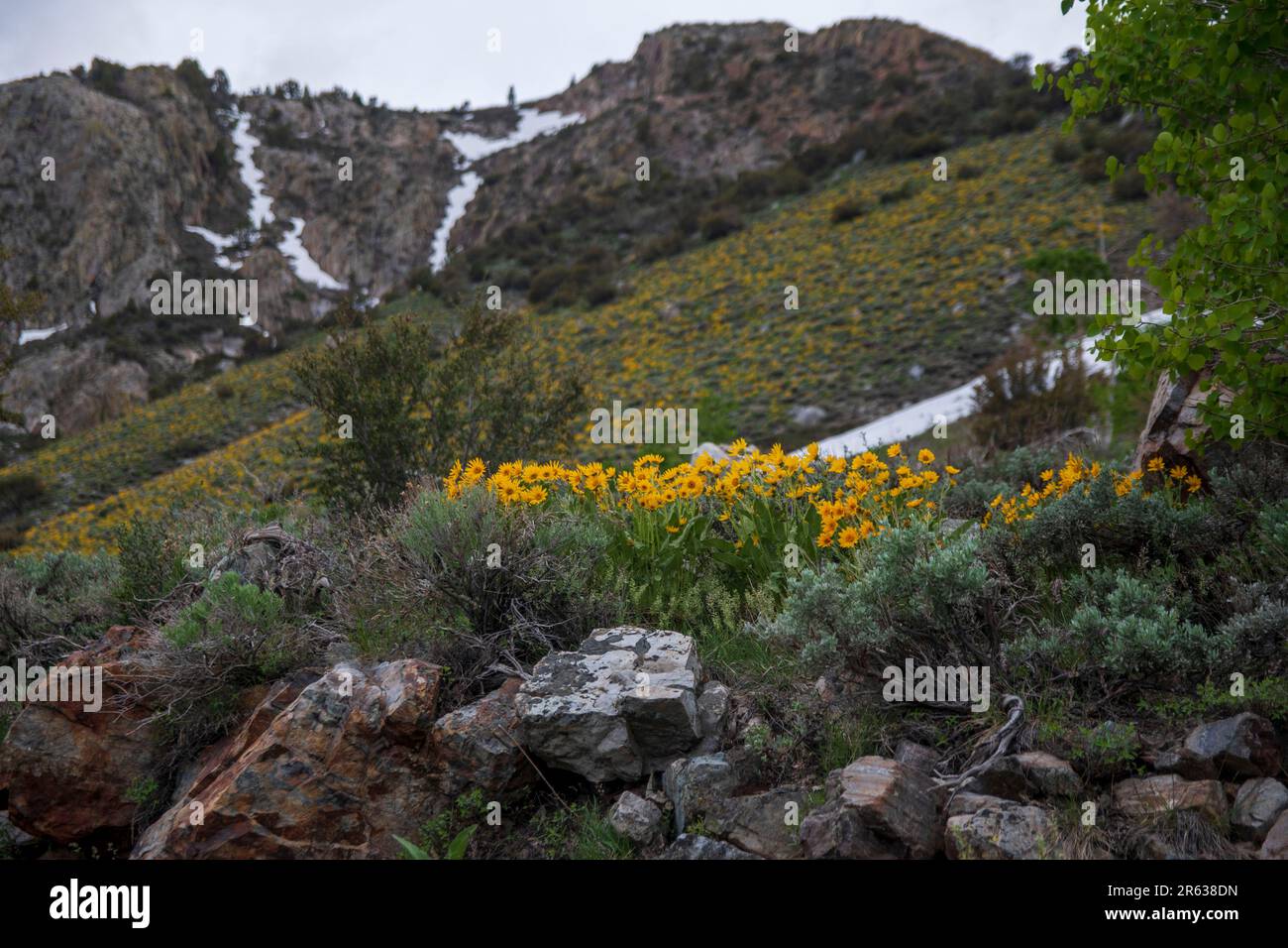 Grant Lake is one of the lakes along the June Lake Loop in Mono County ...
