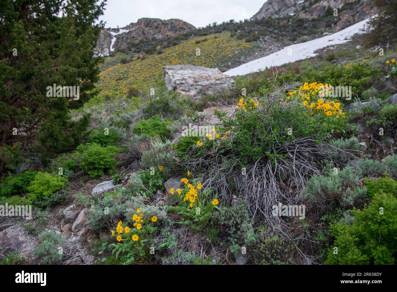 Grant Lake is one of the lakes along the June Lake Loop in Mono County ...