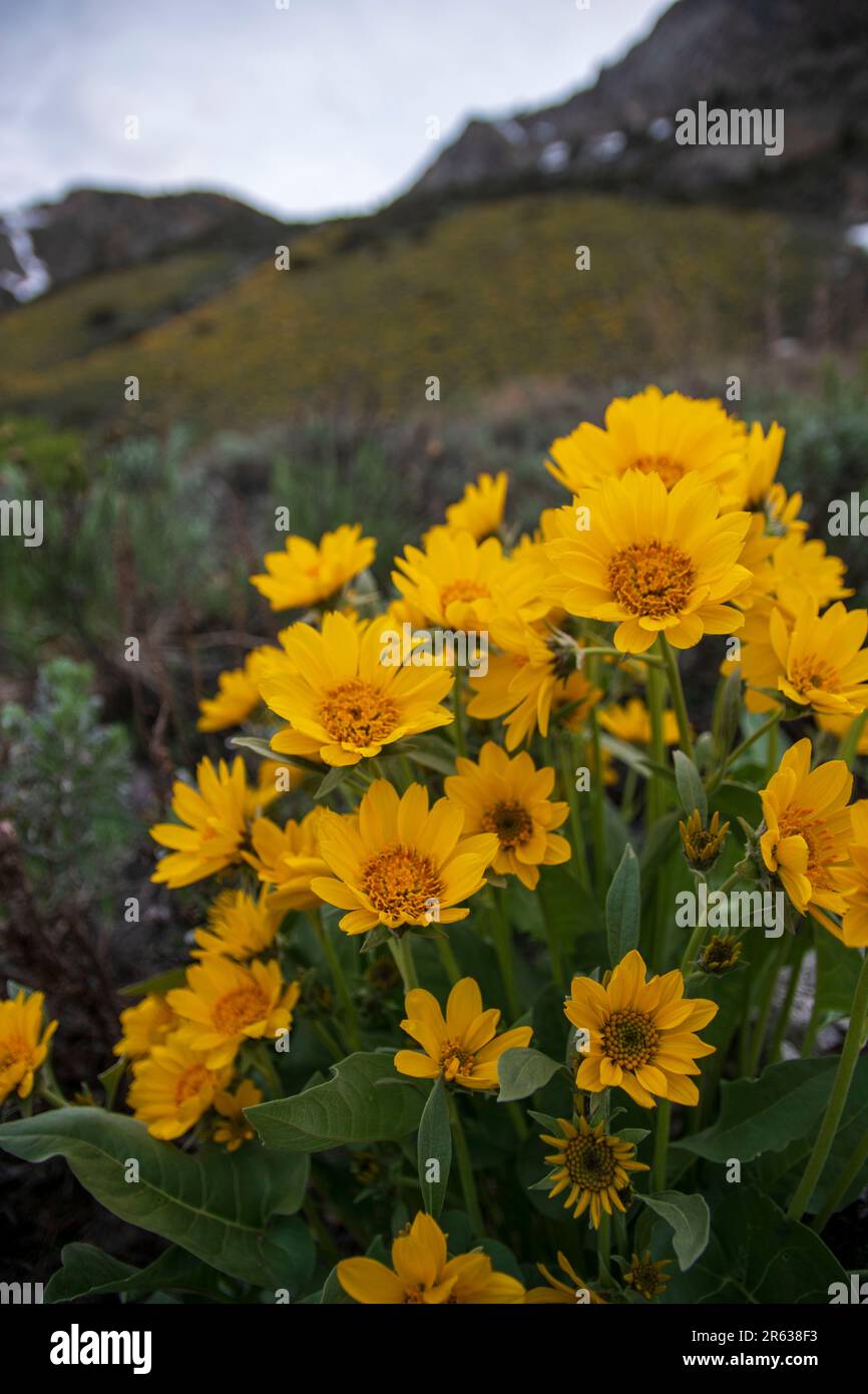 Grant Lake is one of the lakes along the June Lake Loop in Mono County ...