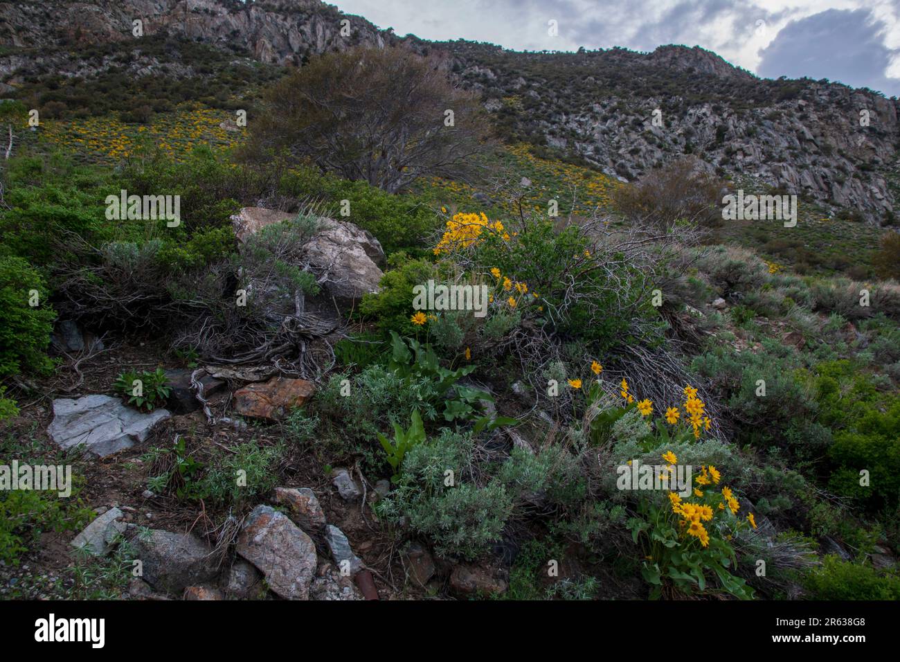 Grant Lake is one of the lakes along the June Lake Loop in Mono County ...
