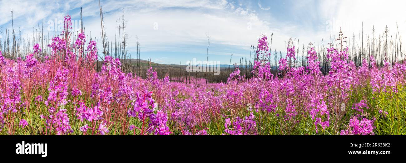 Stunning panoramic landscape of pink, purple Fireweed flowers seen in ...