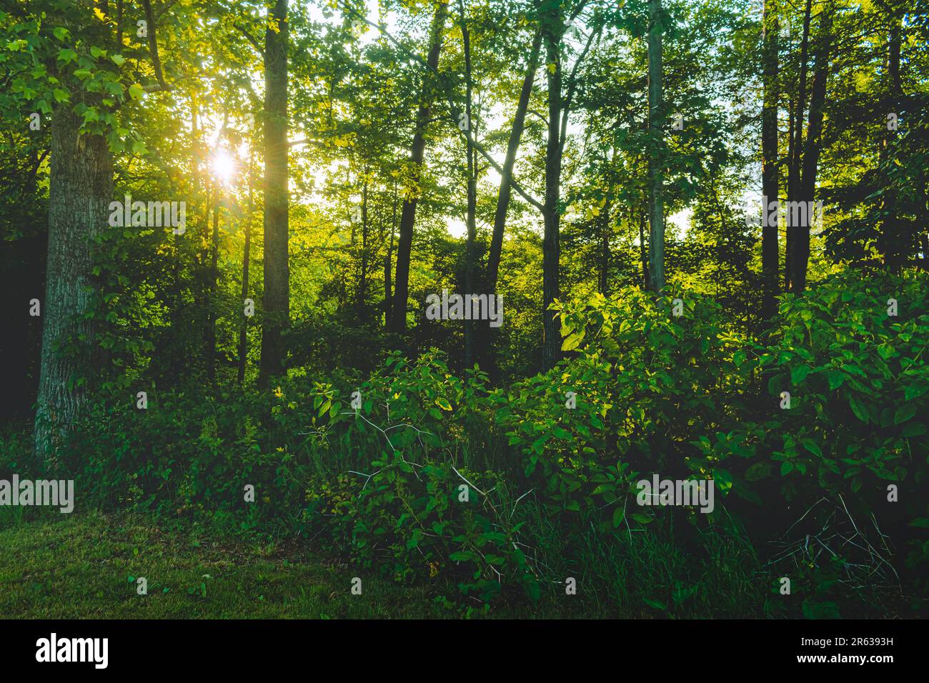 Layers of trees hi-res stock photography and images - Alamy