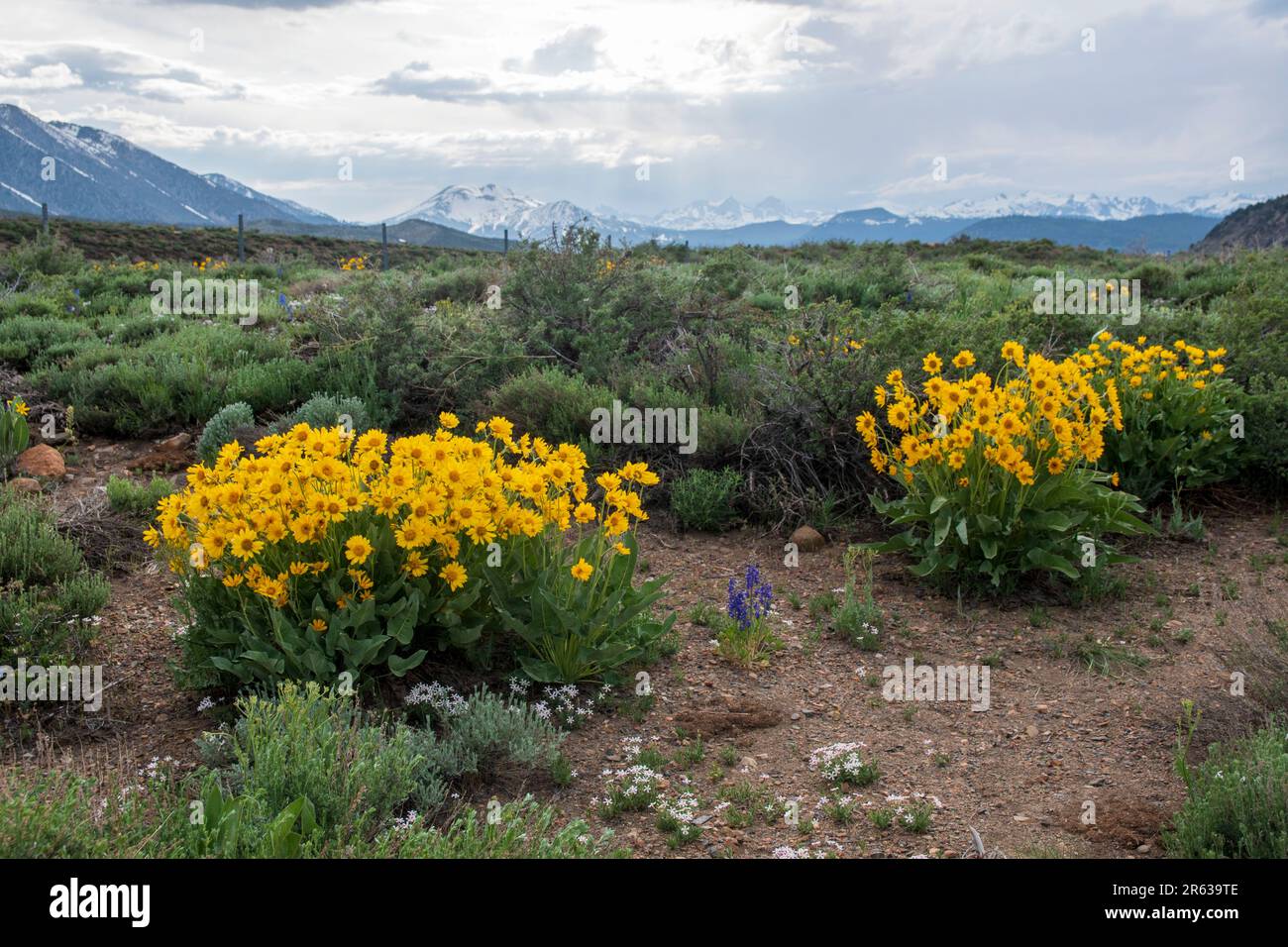 The wildflowers have exploded near the town of Mammoth Lakes in Mono ...