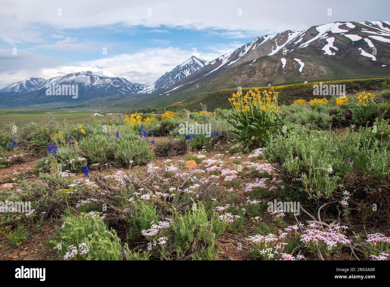 The wildflowers have exploded near the town of Mammoth Lakes in Mono ...