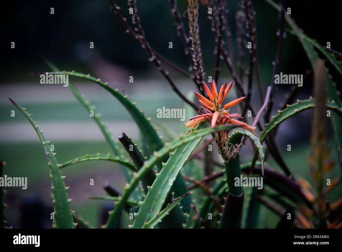 A cool spikey orange flower seen in Australia Stock Photo - Alamy