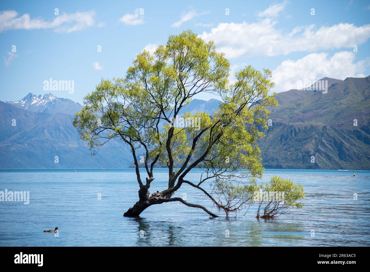 Wanaka tree in a pond hi-res stock photography and images - Alamy