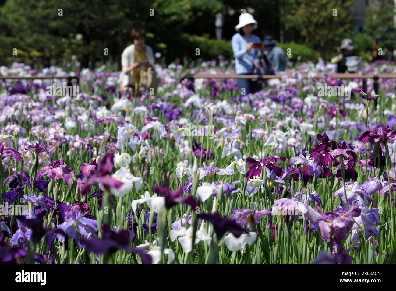Japanese irises are in full bloom in Horikiri Shobuen park in Katsushika Ward, Tokyo, on June 7 ...
