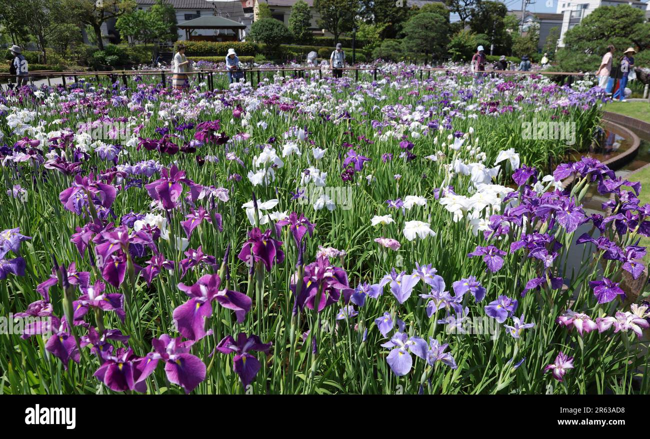 Japanese irises are in full bloom in Horikiri Shobuen park in Katsushika Ward, Tokyo, on June 7 ...