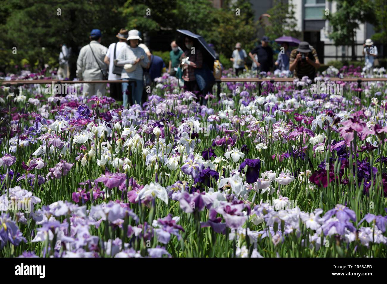 Japanese irises are in full bloom in Horikiri Shobuen park in ...