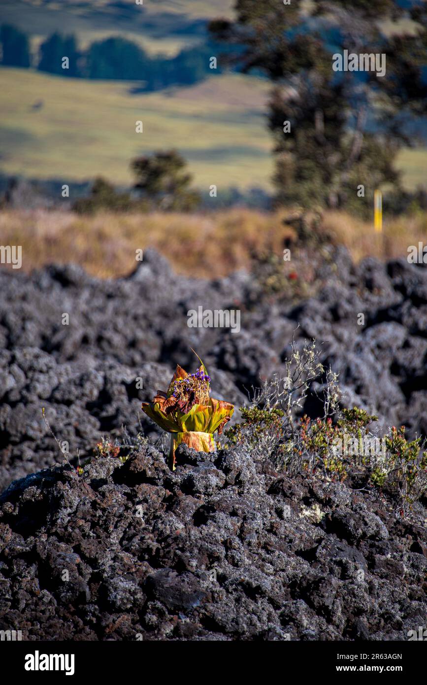Lava flower hi-res stock photography and images - Alamy