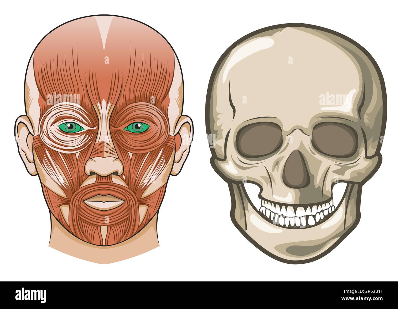 In front human skull Cut Out Stock Images & Pictures - Alamy