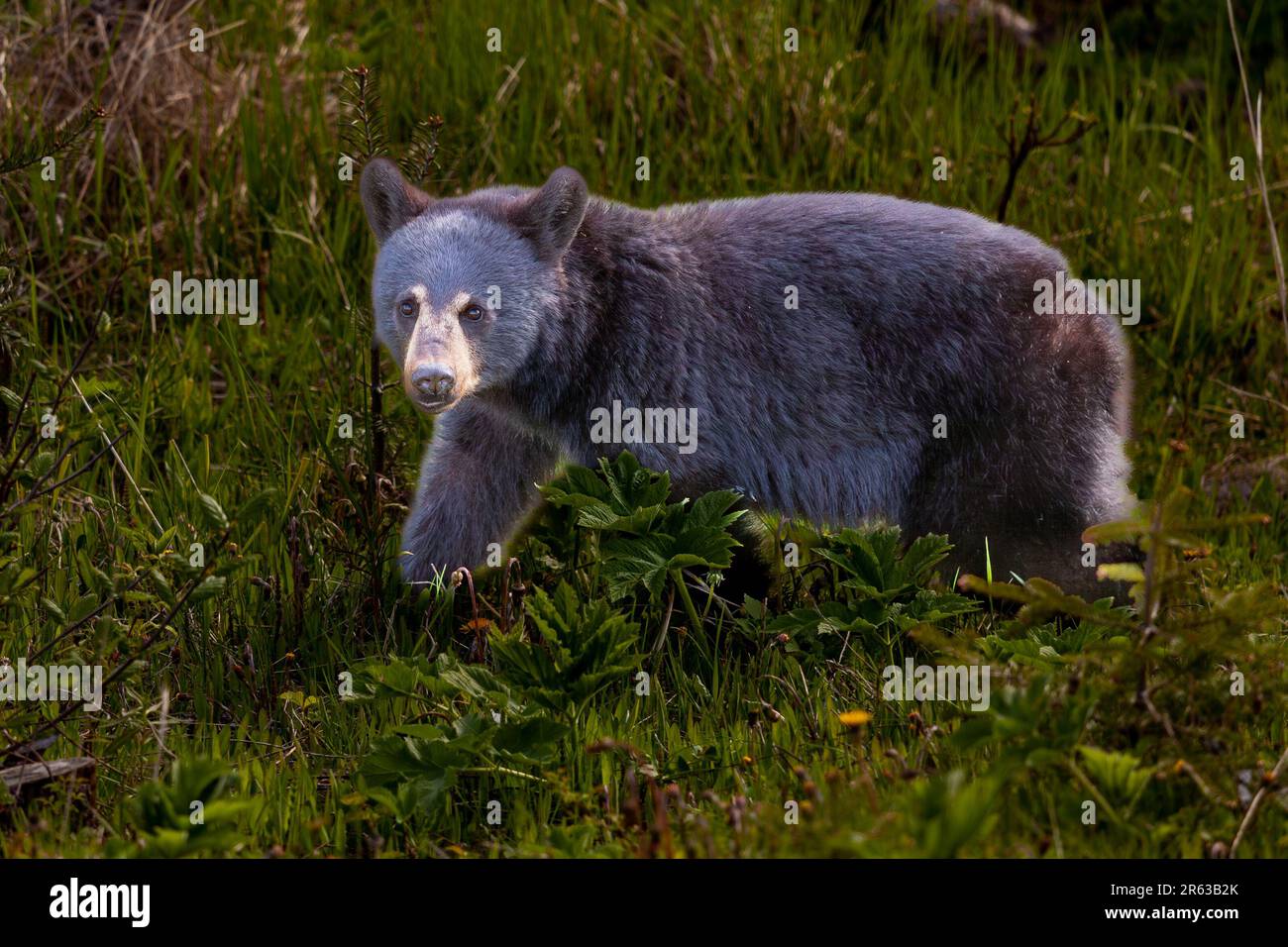 A young black bear moves through undergrowth in northern Newfoundland ...
