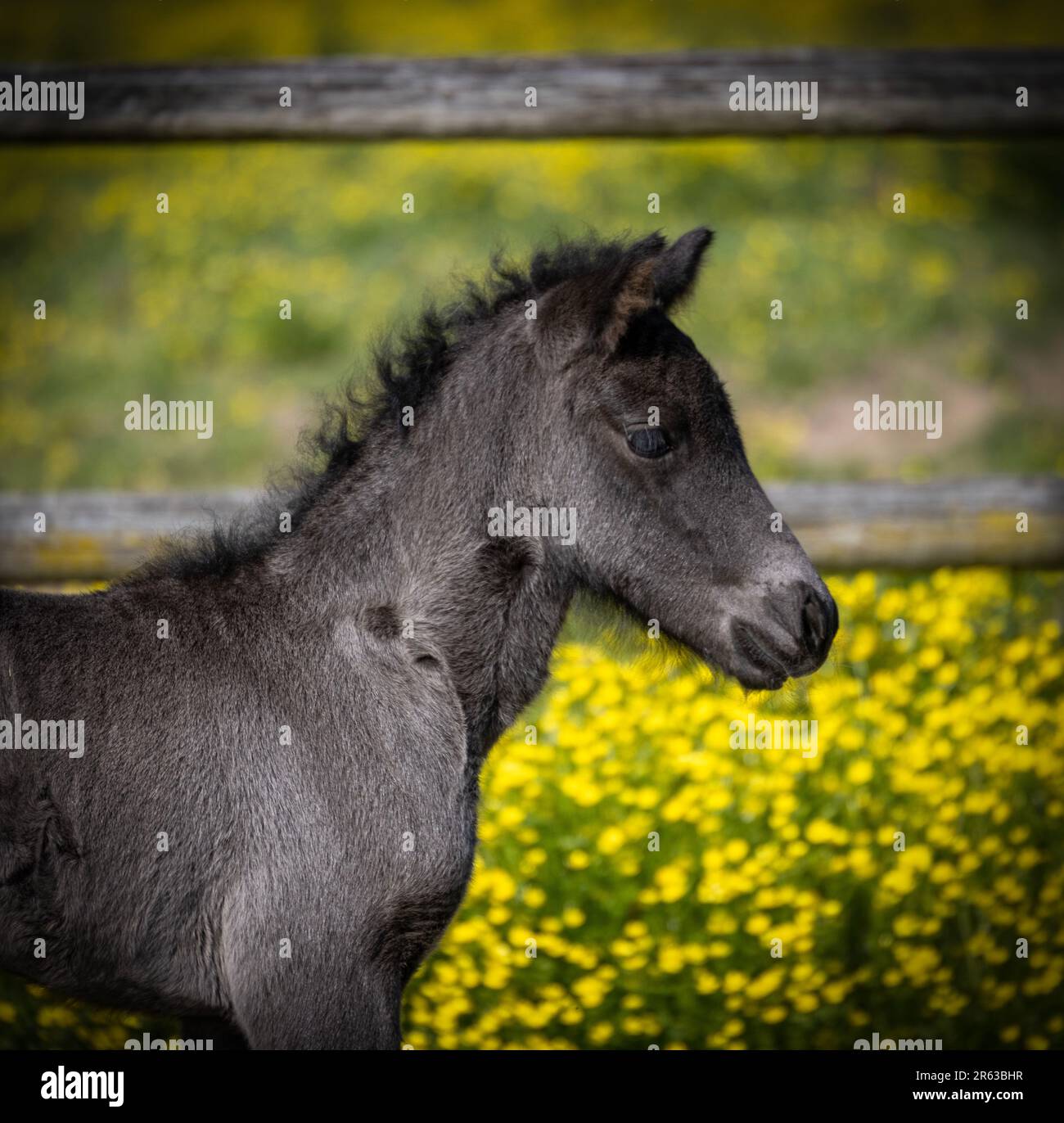 Filly mare stallion hi-res stock photography and images - Alamy