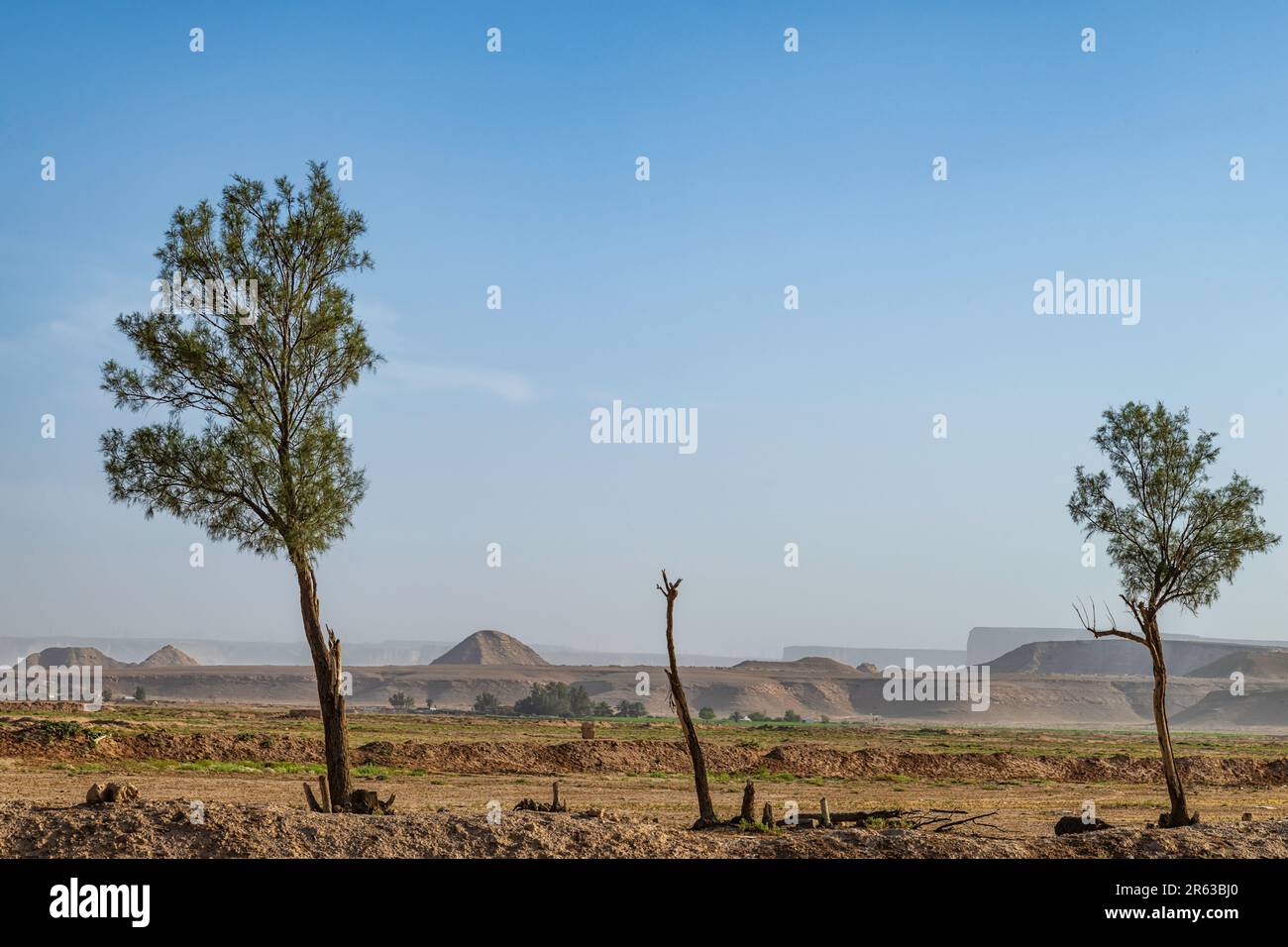 Desert Trees - morning views Stock Photo - Alamy