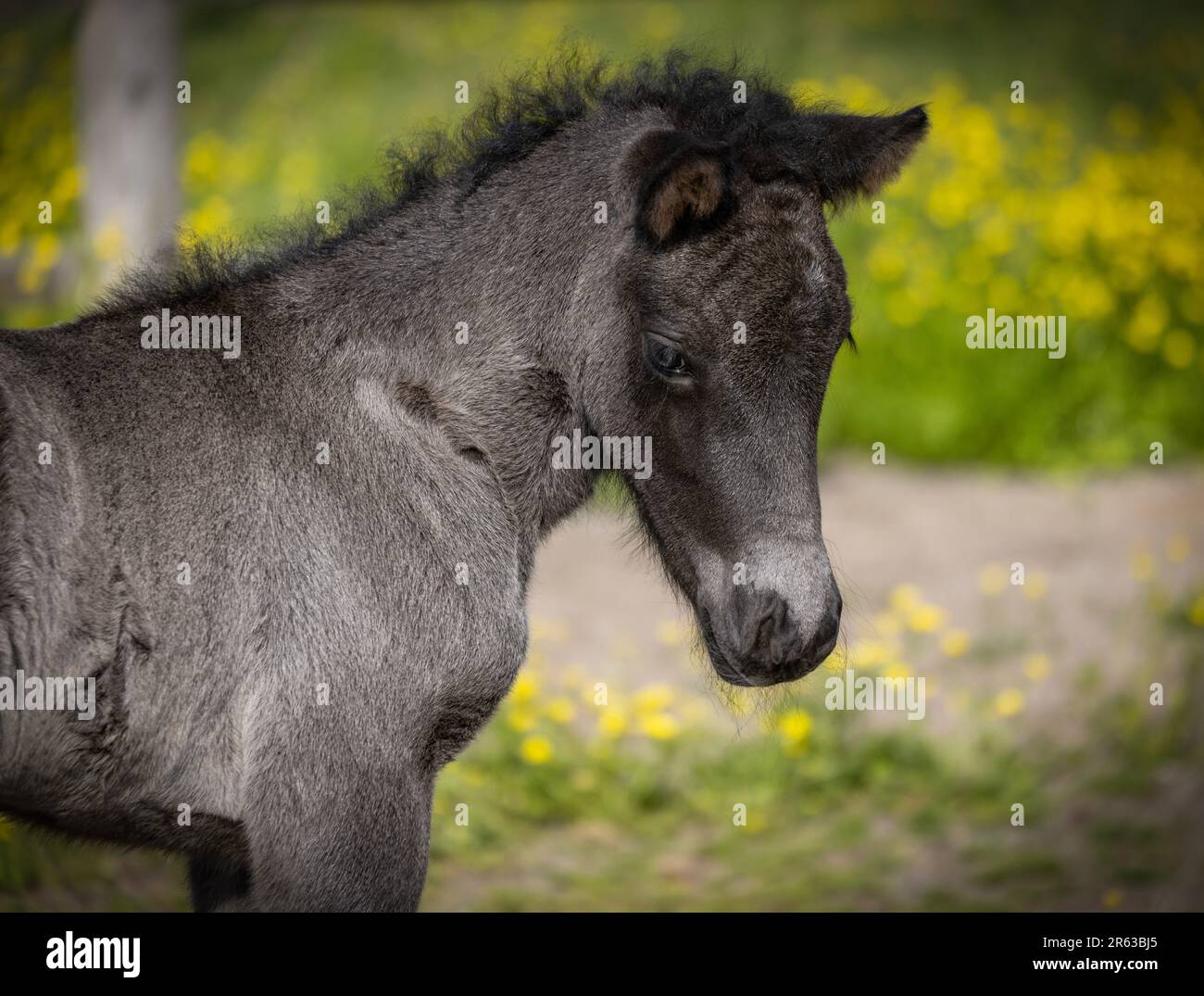 A newborn black Icelandic horse filly Stock Photo - Alamy