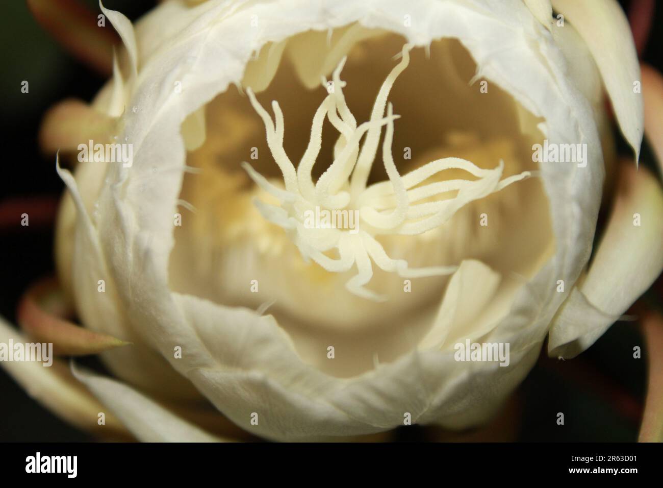 Brahma Kamal or Queen Of The Night (Epiphyllum oxypetalum) Flower Stock ...