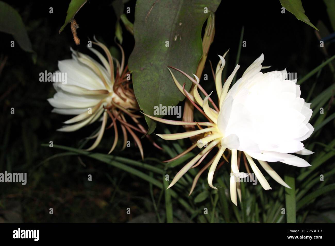 Brahma Kamal or Queen Of The Night (Epiphyllum oxypetalum) Flower Stock ...
