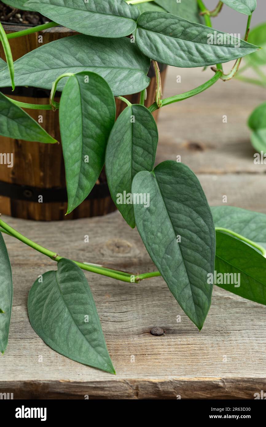 Epipremnum Pinnatum Cebu Blue, Tropical Houseplant with Silver Blue ...