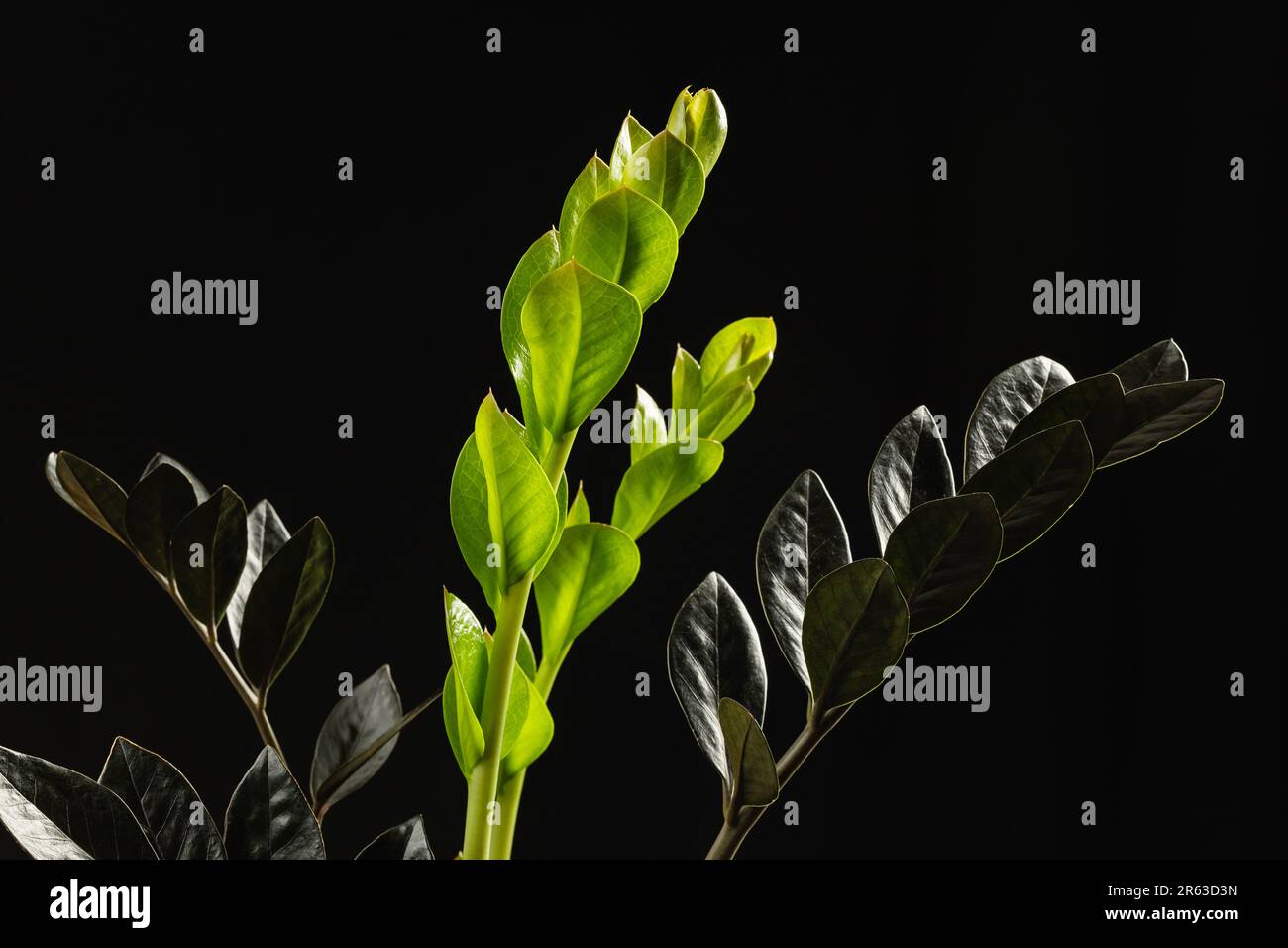 The New Light Green Leaves of Black Zamioculcas Zamiifolia Raven ...