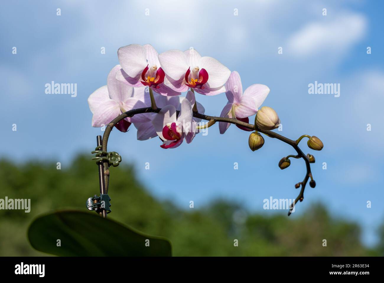Macro abstract texture background of beautiful white and red blooming ...