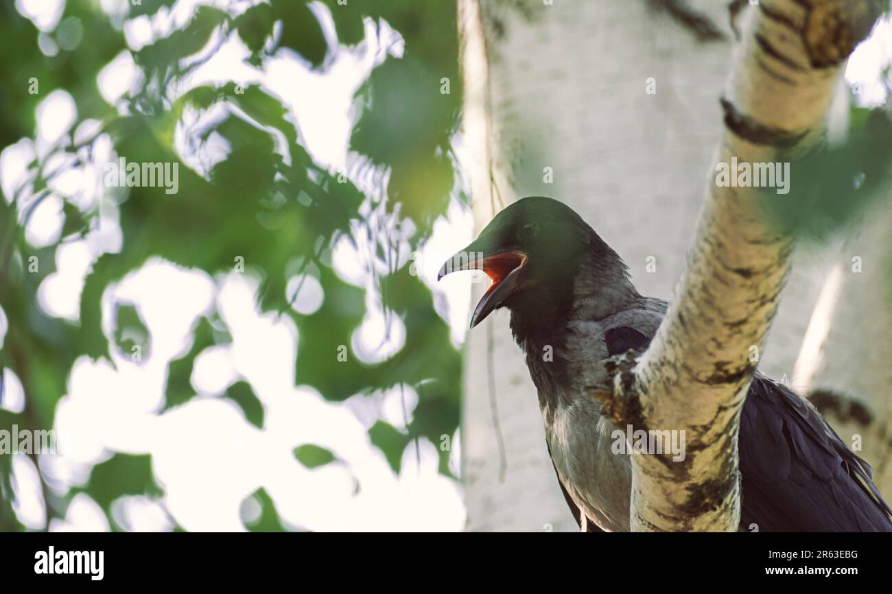 A gray crow with open beaks sits on a tree branch, a large bird from ...
