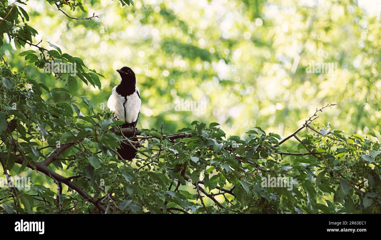 Common magpie sits on a tree branch against the backdrop of foliage ...