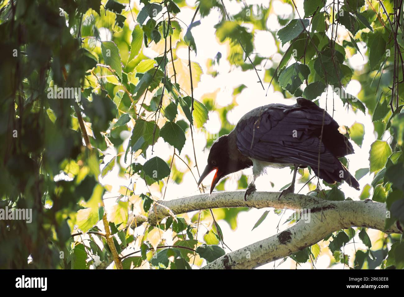 A gray crow with open beaks sits on a tree branch, a large bird from ...