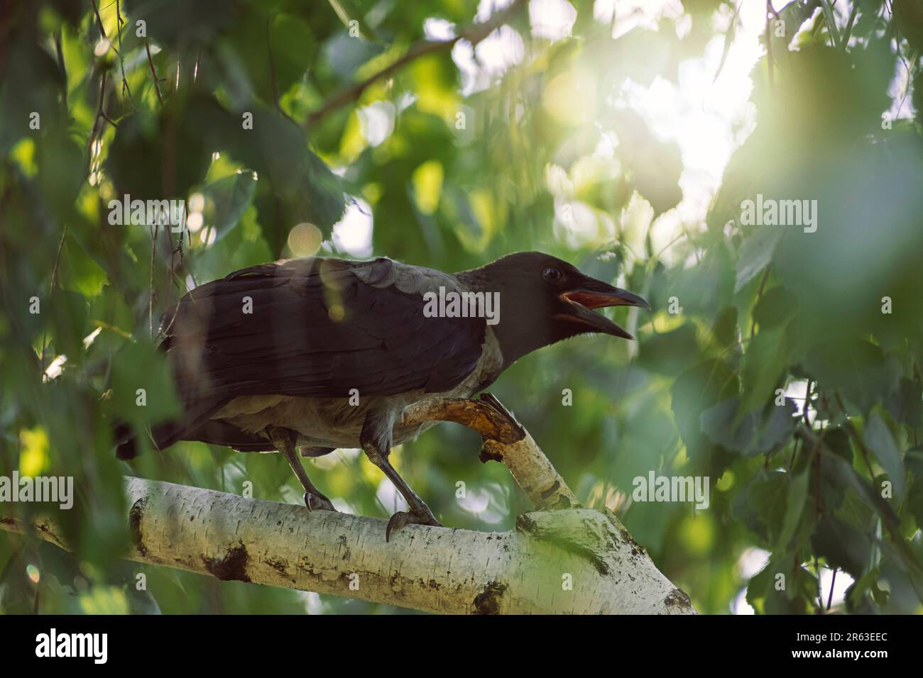 A gray crow with open beaks sits on a tree branch, a large bird from ...
