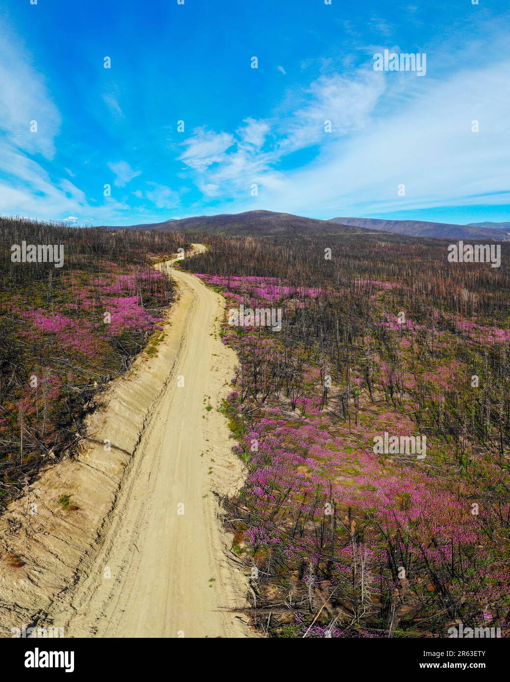 Drone, aerial view of Yukon Territory landscape in summer time with ...