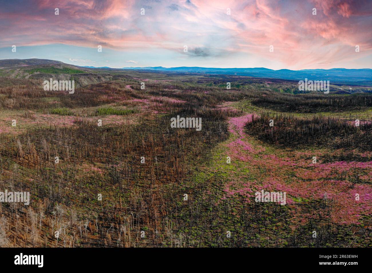 Wild flowers after forest fire hi-res stock photography and images - Alamy