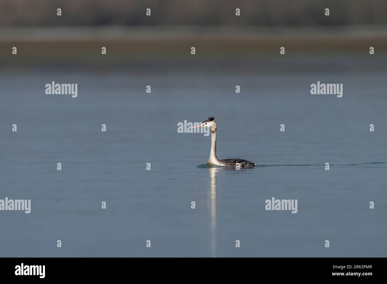 Great crested grebe (Podiceps cristatus) observed in Gajoldaba in West ...