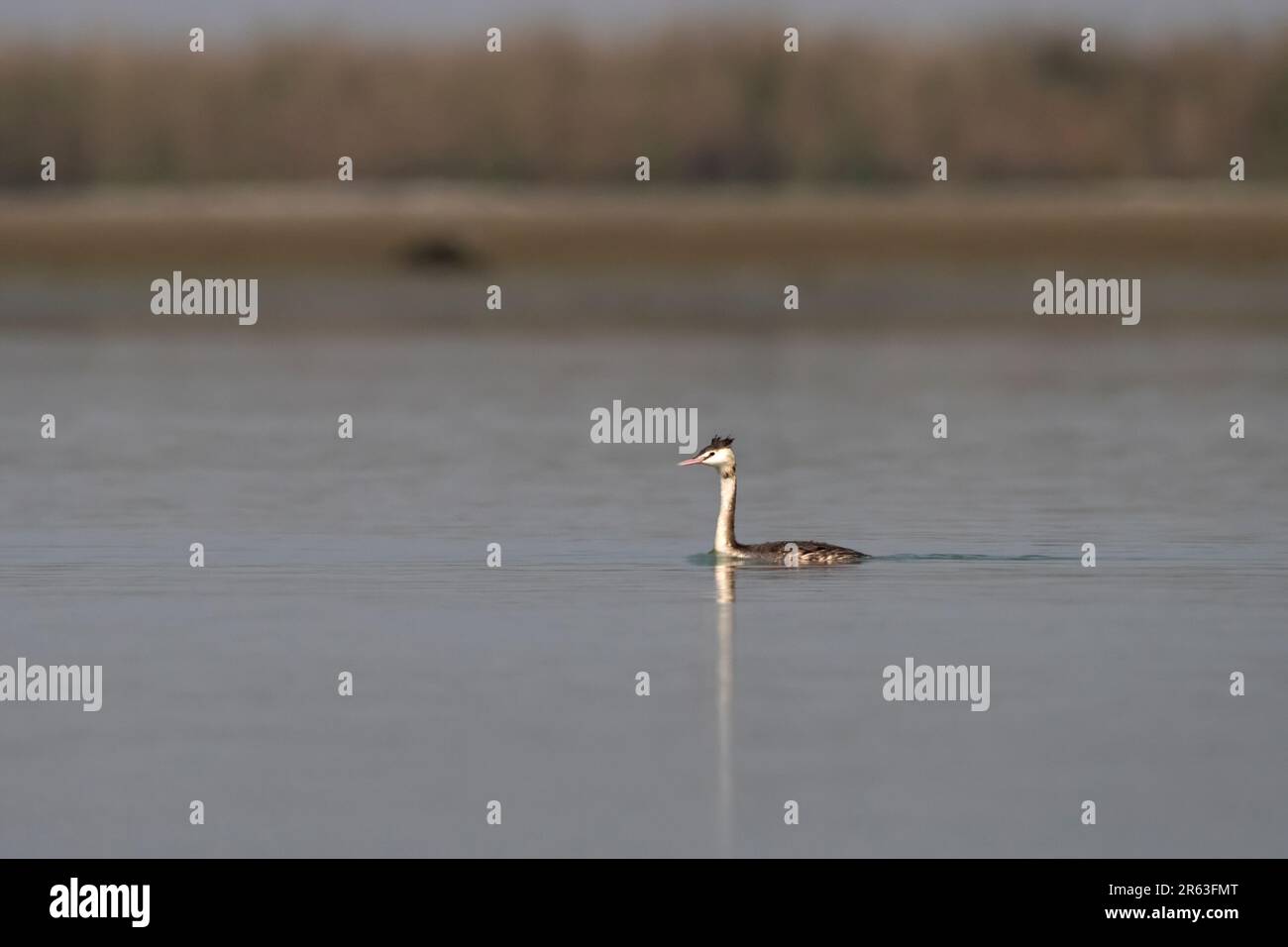 Great crested grebe (Podiceps cristatus) observed in Gajoldaba in West ...