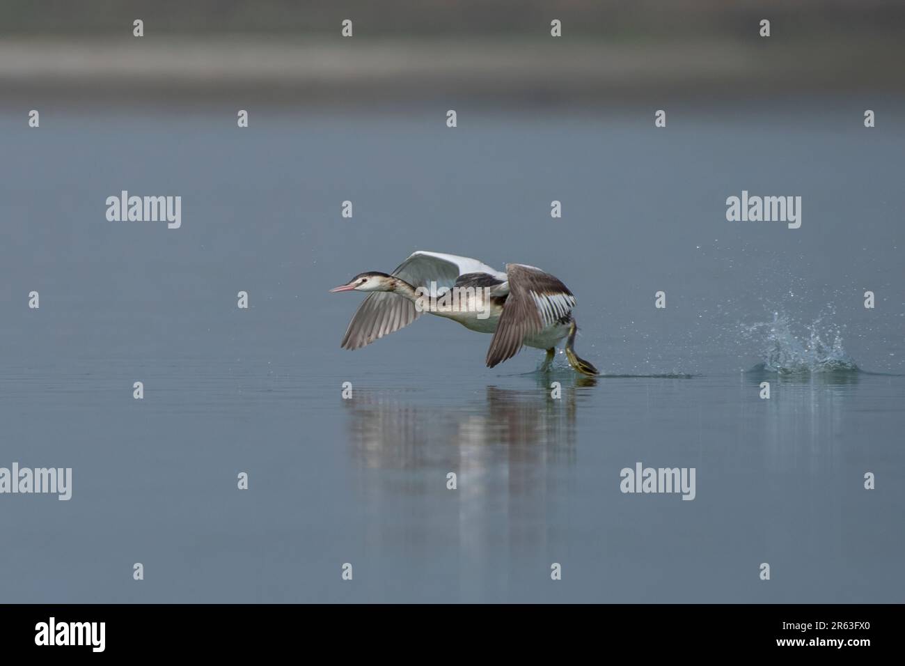Great crested grebe (Podiceps cristatus) observed in Gajoldaba in West ...